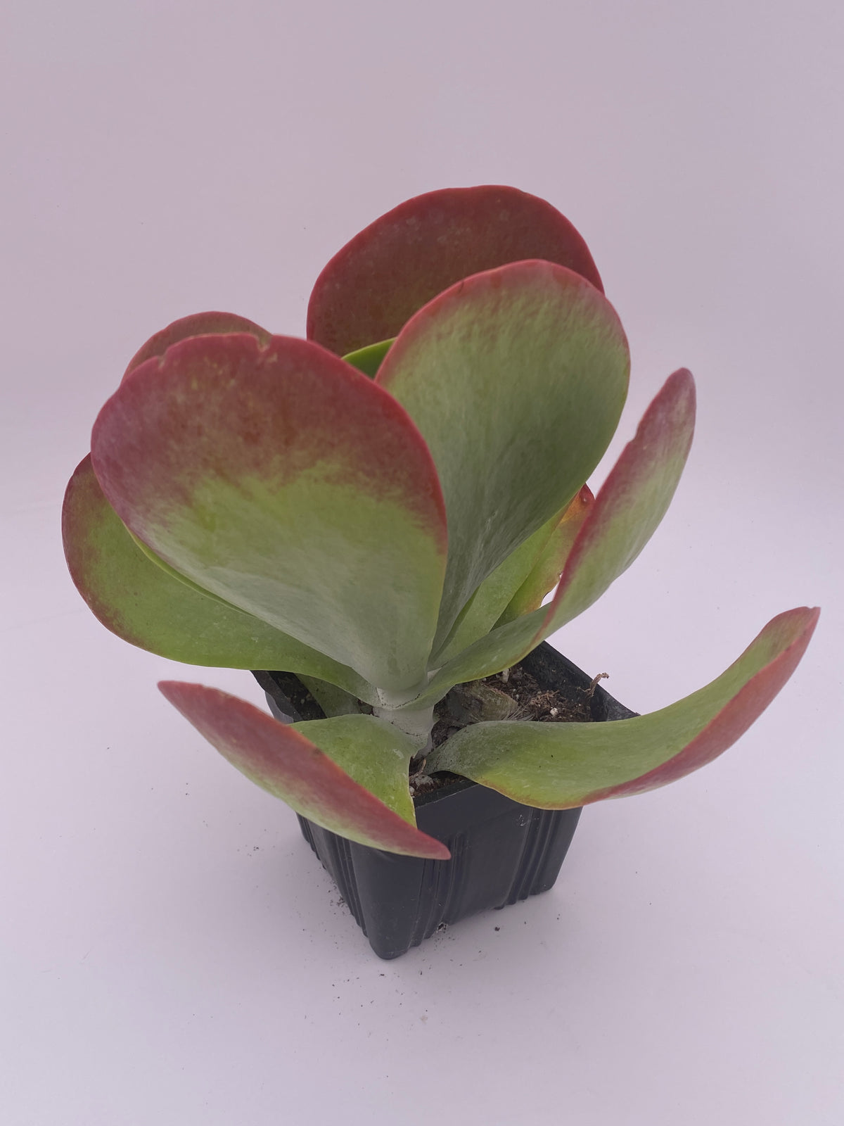Kalanchoe thyrsiflora ~ Flapjack plant | Partly Sunny Projects