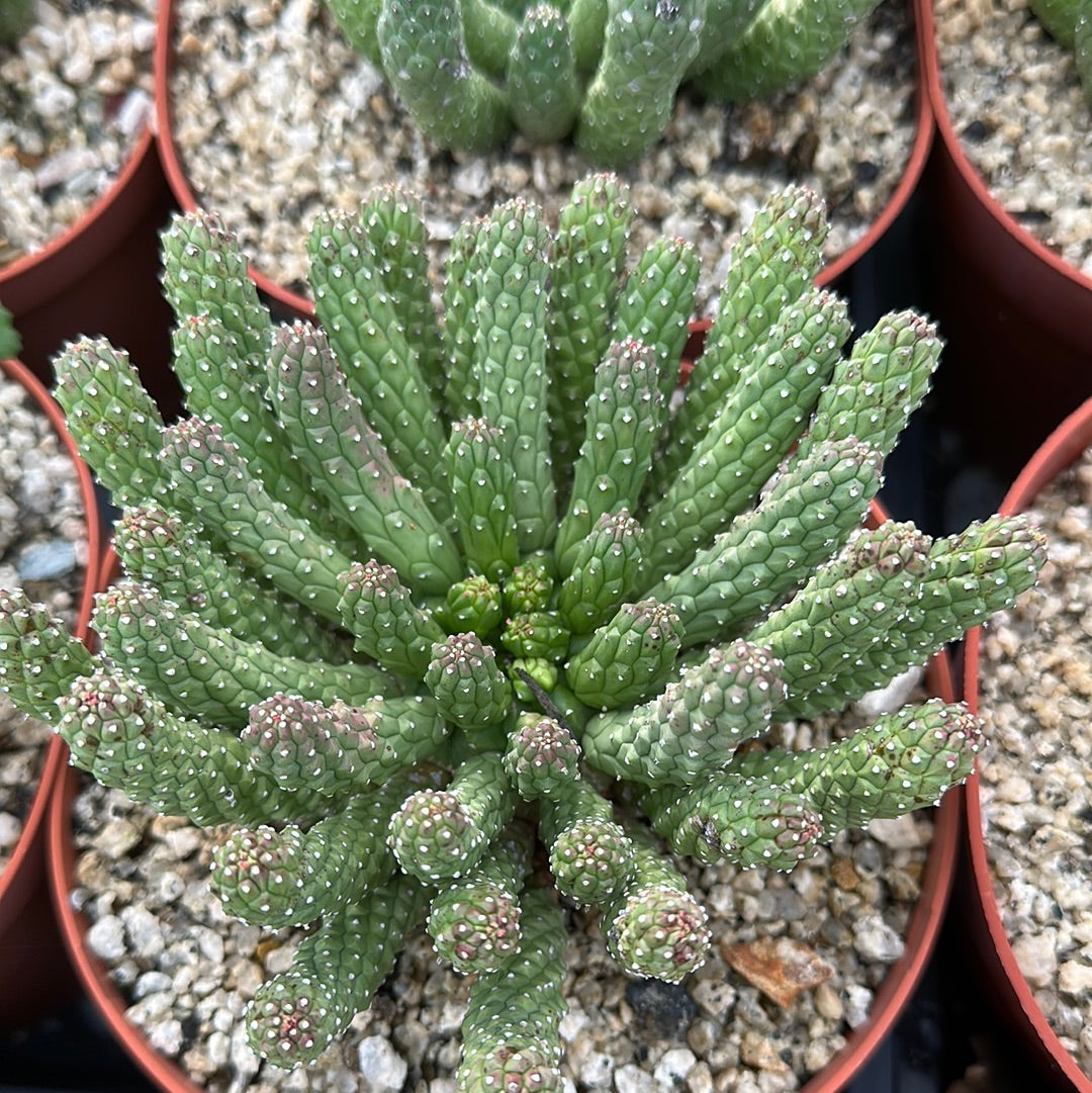 Euphorbia esculenta | Partly Sunny Projects