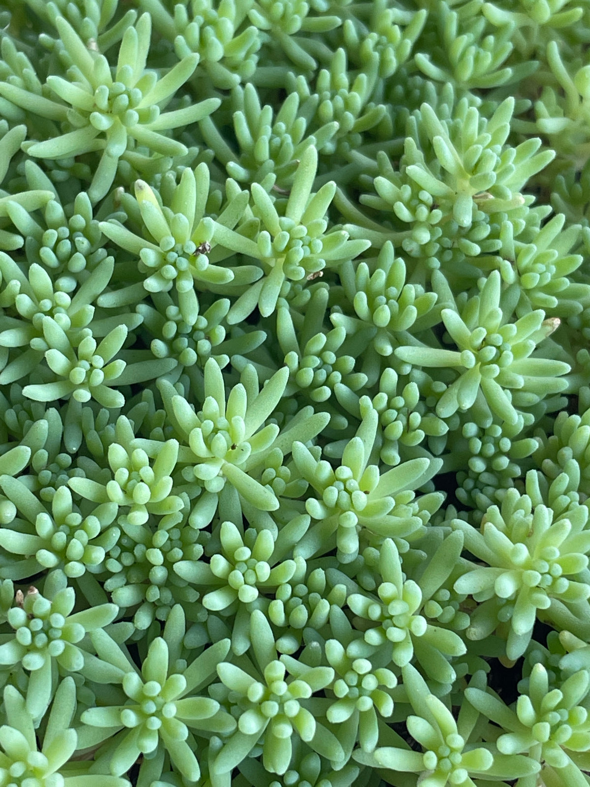 Miniature Sedum