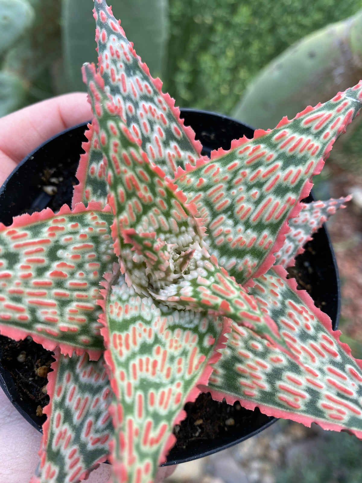Aloe Firecracker Hybrid | Partly Sunny Projects
