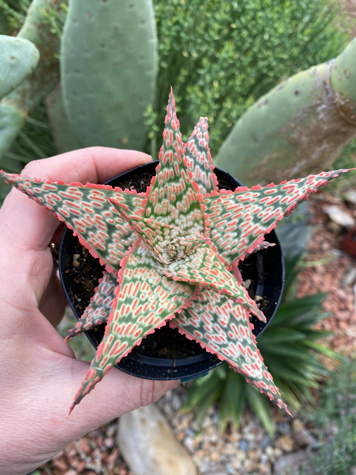 Aloe Firecracker Hybrid | Partly Sunny Projects