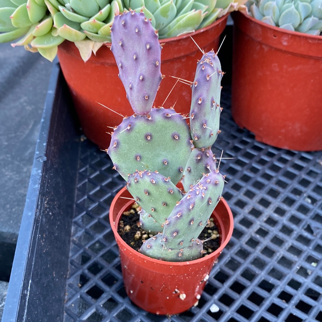 Baby Rita | Partly Sunny Projects