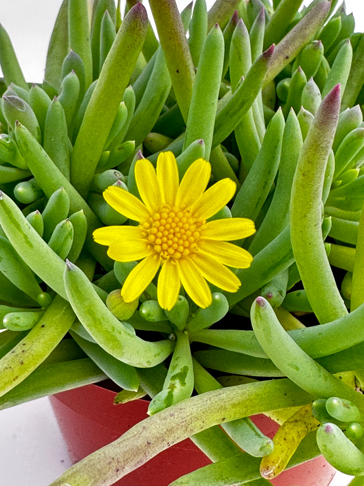 Othonna capensis - Little Pickles | Partly Sunny Projects
